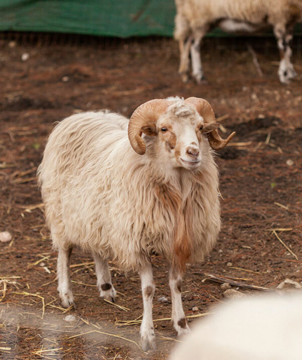 Sheep - Farma of Rhodes