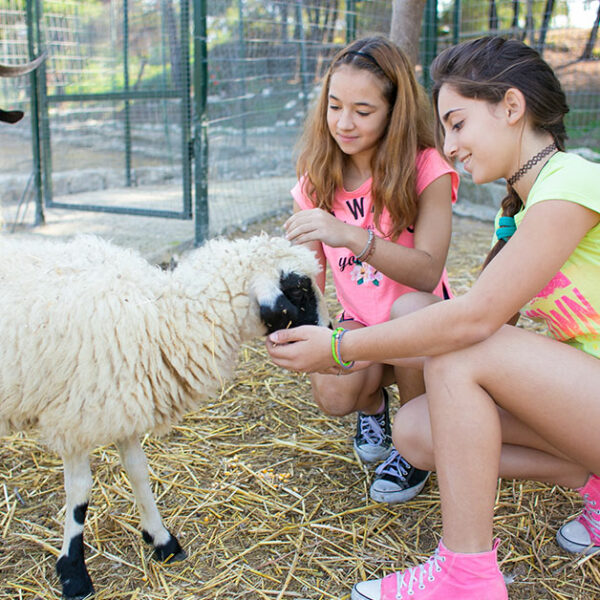 Sheep - Farma of Rhodes