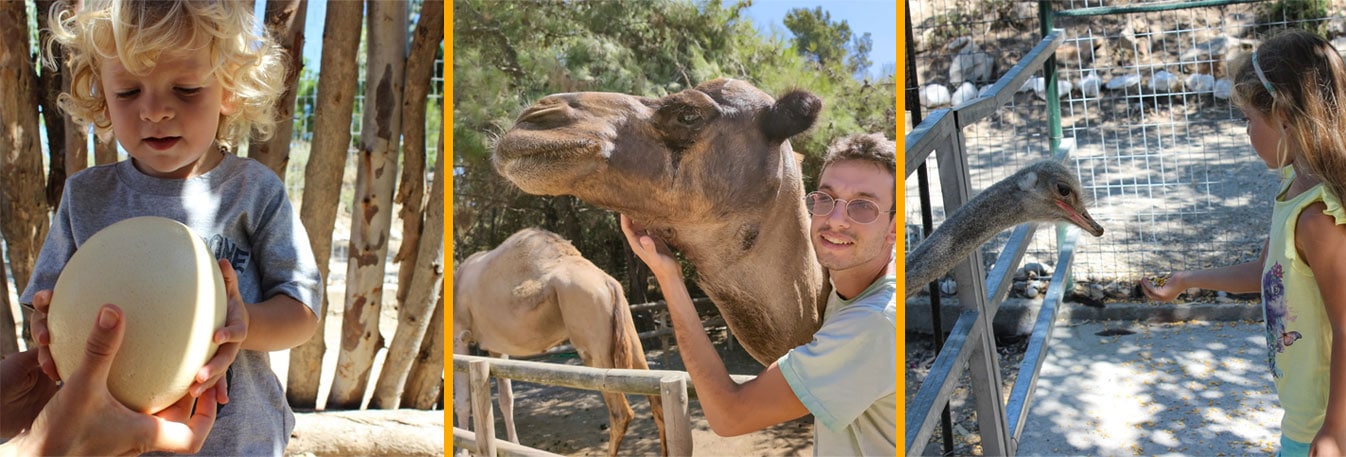 Farma of Rhodes Petting Zoo | Create Unique Memories