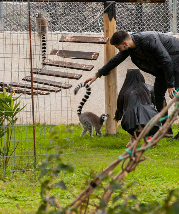 Lemurs - Farma of Rhodes