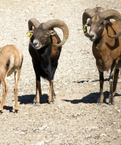 Mouflon Sheep - Farma of Rhodes