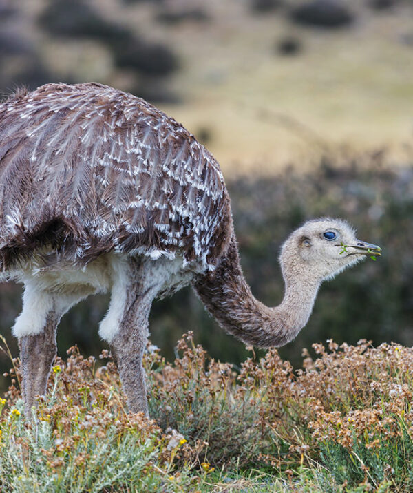 Rhea - Farma of Rhodes