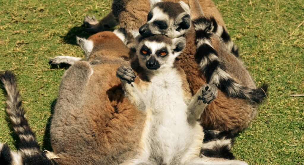 Zoboomafoo Lemur Dies Internet Mourns Celebrity Animal