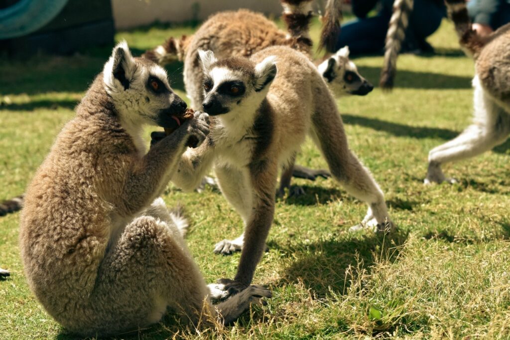 Farma of Rhodes Celebrities: Meet Babis the Lemur!