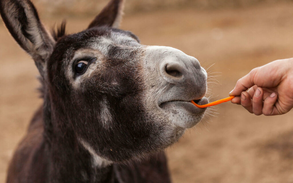 Farma of Rhodes Petting Zoo | Create Unique Memories