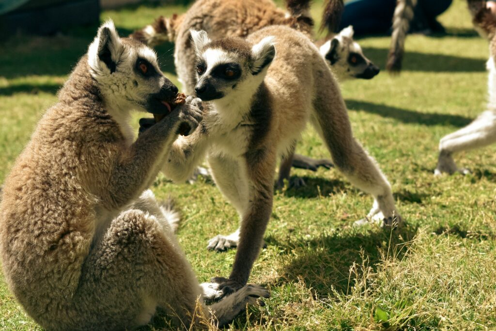 Lemurs: 7 fascinating facts most people don’t know
